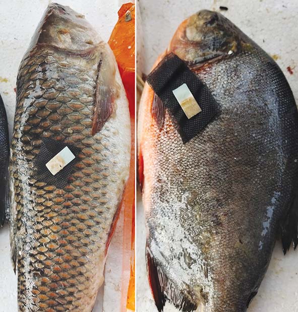 How can you tell if fish is formalin laced?