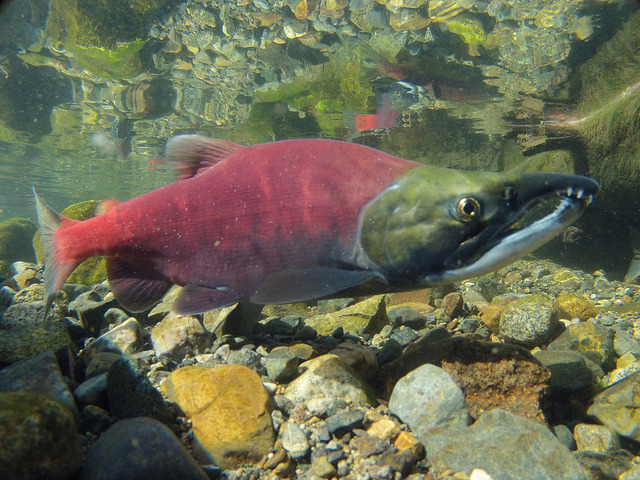 How can you tell kokanee from sockeye?