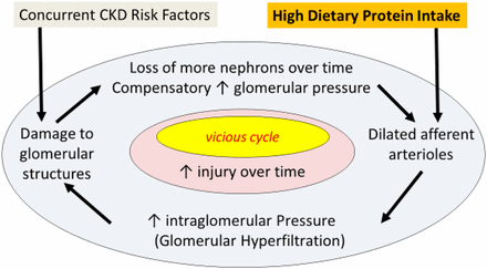 How dietary protein diet affect kidneys?