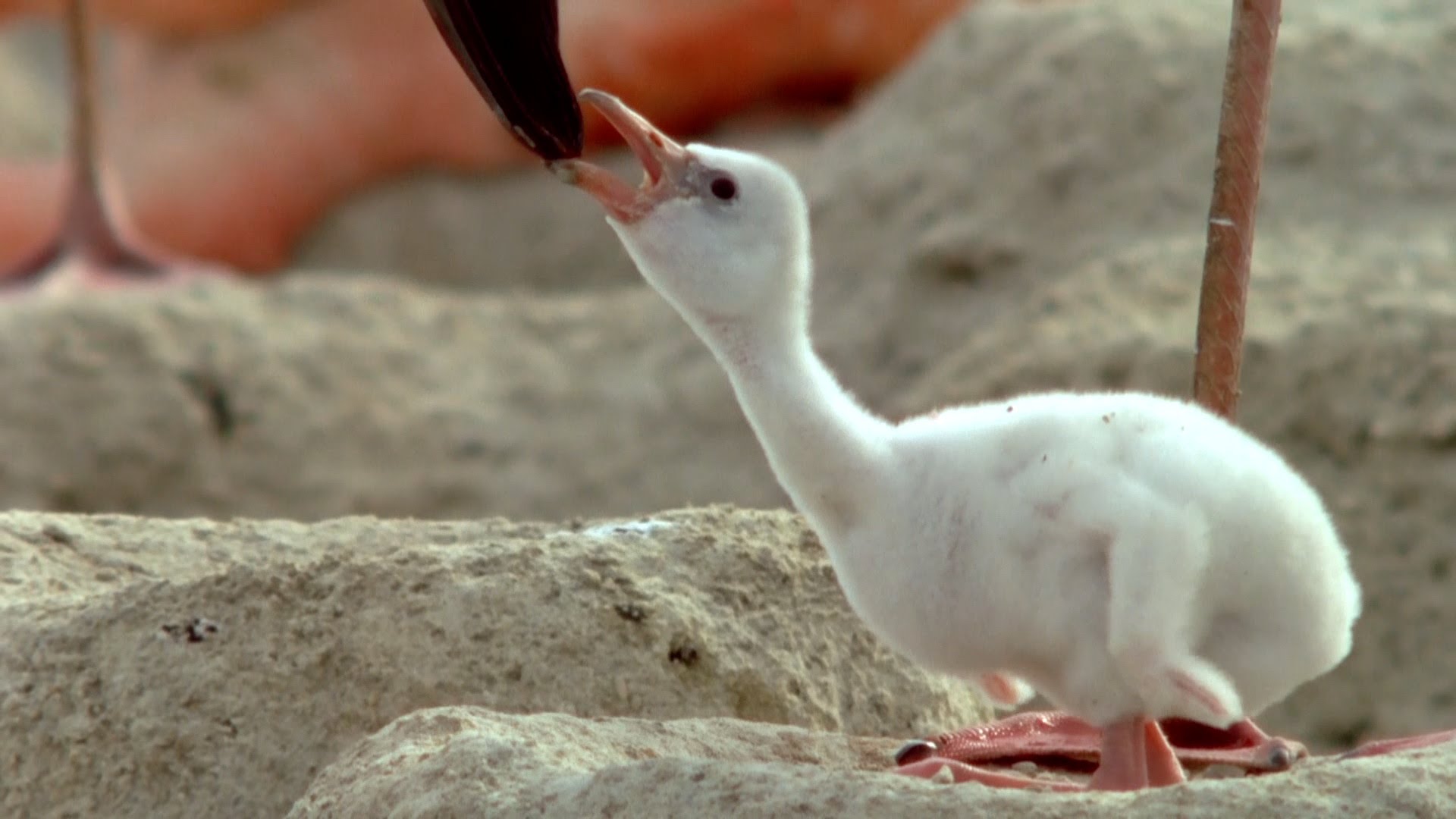 How do baby flamingos turn pink?