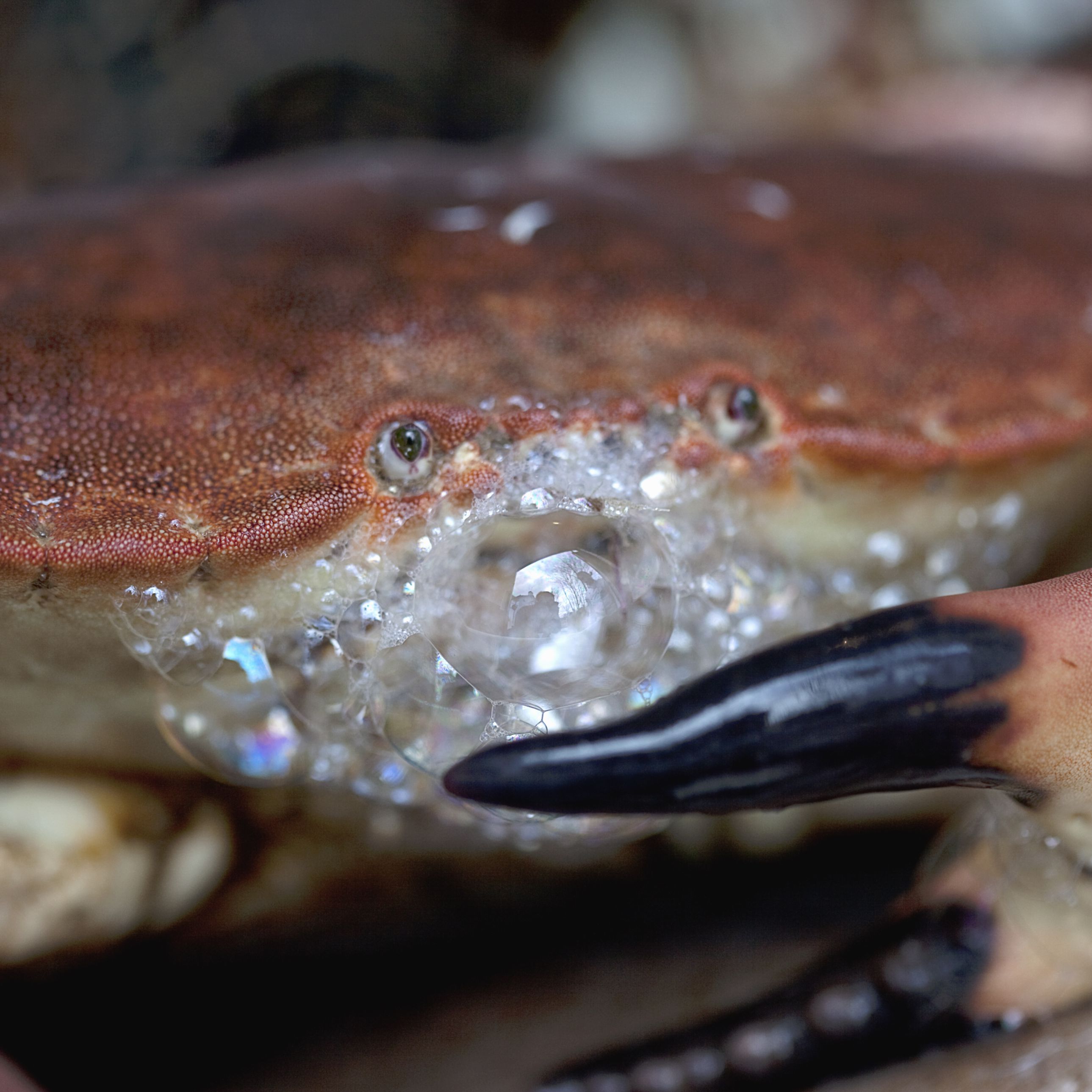 How do crabs survive at the bottom of the ocean?