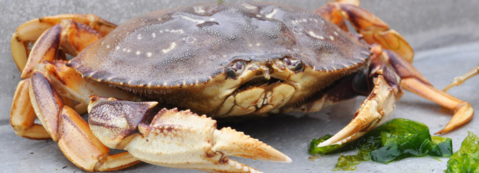 How do crabs survive in the ocean?