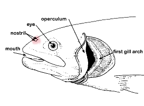 How do fish nostrils work?