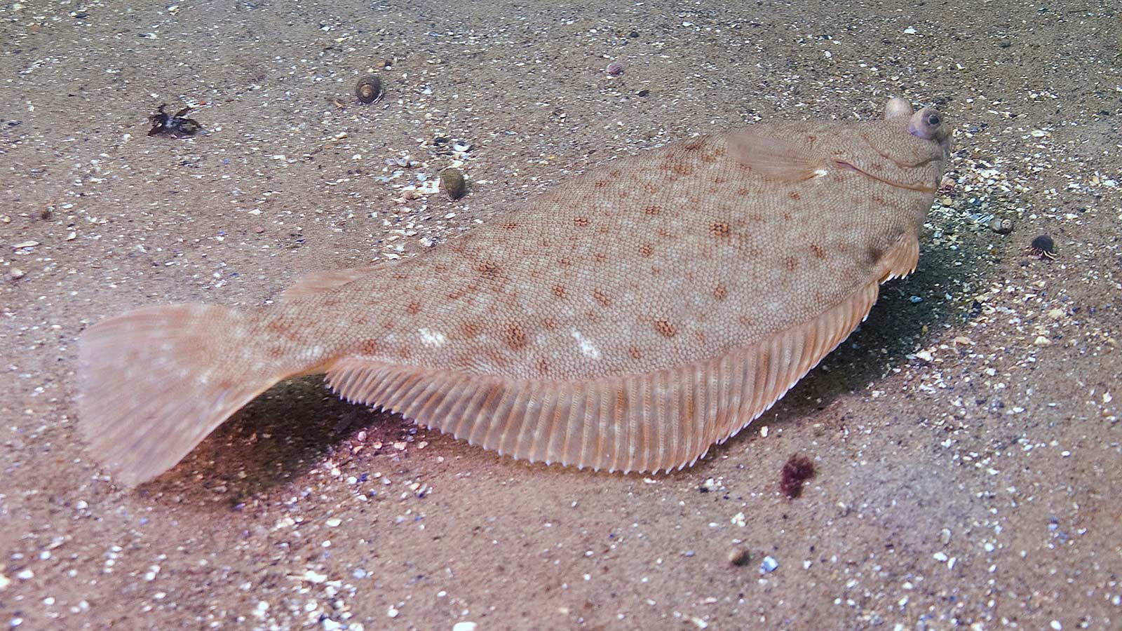 How do flounders avoid predators?