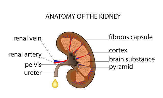 How do I get my kidneys to work again?
