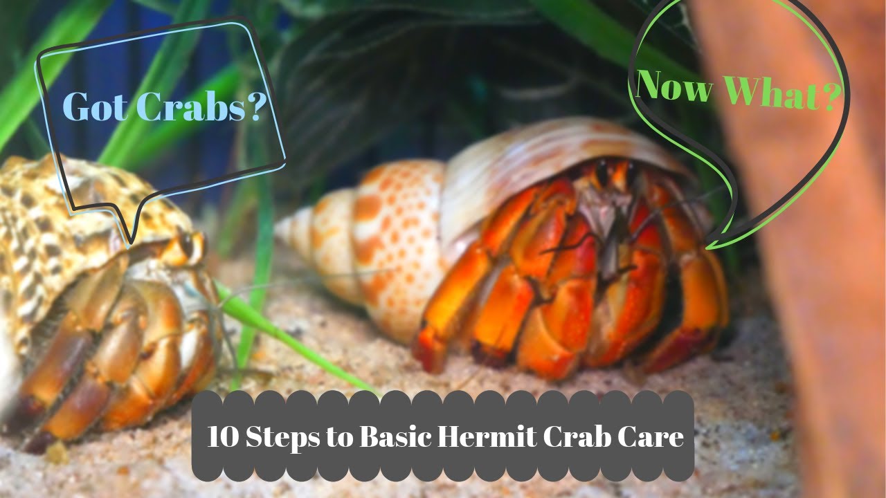 How do I keep my hermit crab happy?