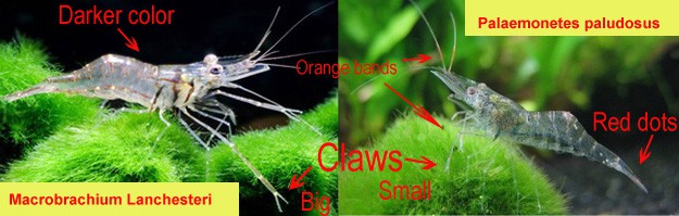 How do I know if my ghost shrimp is healthy?