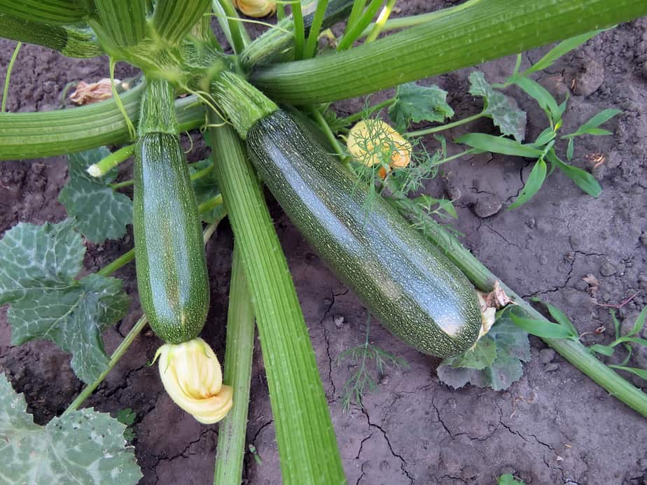 How do I stop my zucchini from going watery?