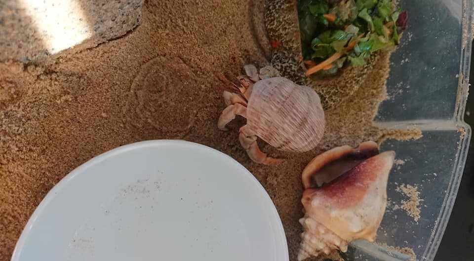 How do land hermit crabs breathe?