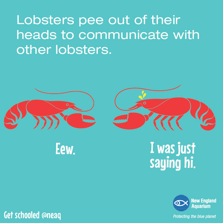 How do lobsters pee and poop?