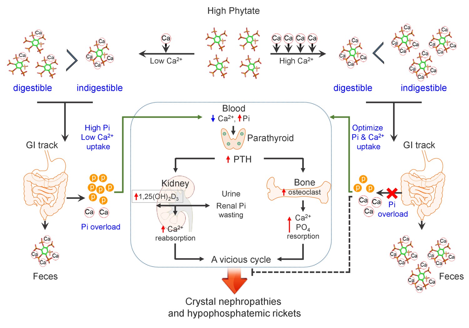 How do phytates affect calcium absorption?