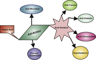 How do phytates affect nutrient absorption?