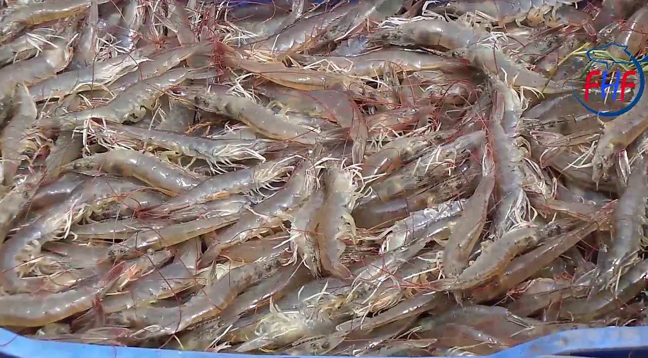 How do prawns hunt?