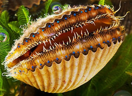 How do scallops escape predators?