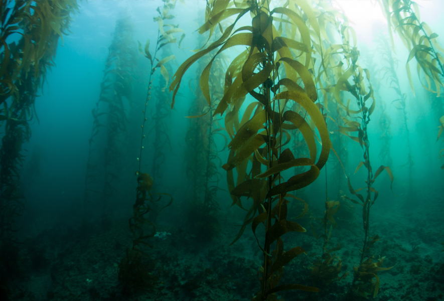 How do seaweeds grow?
