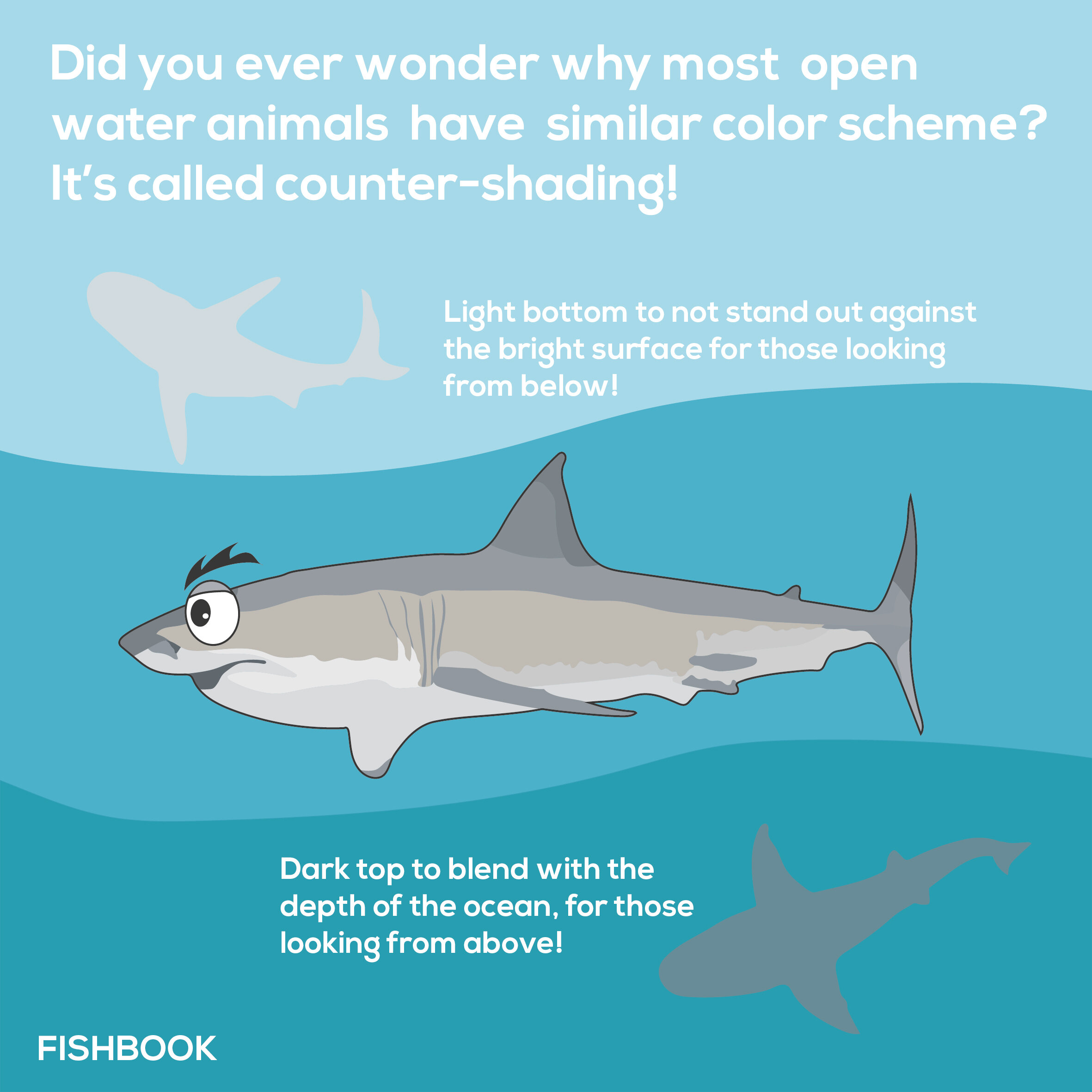 How do sharks use camouflage?