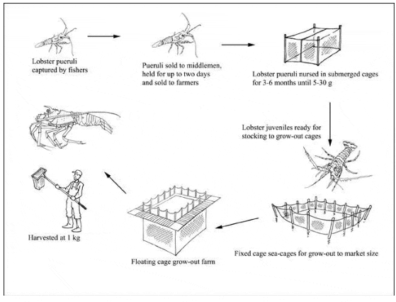 How do spiny lobsters grow?