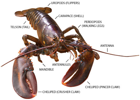 How do you describe a lobster?