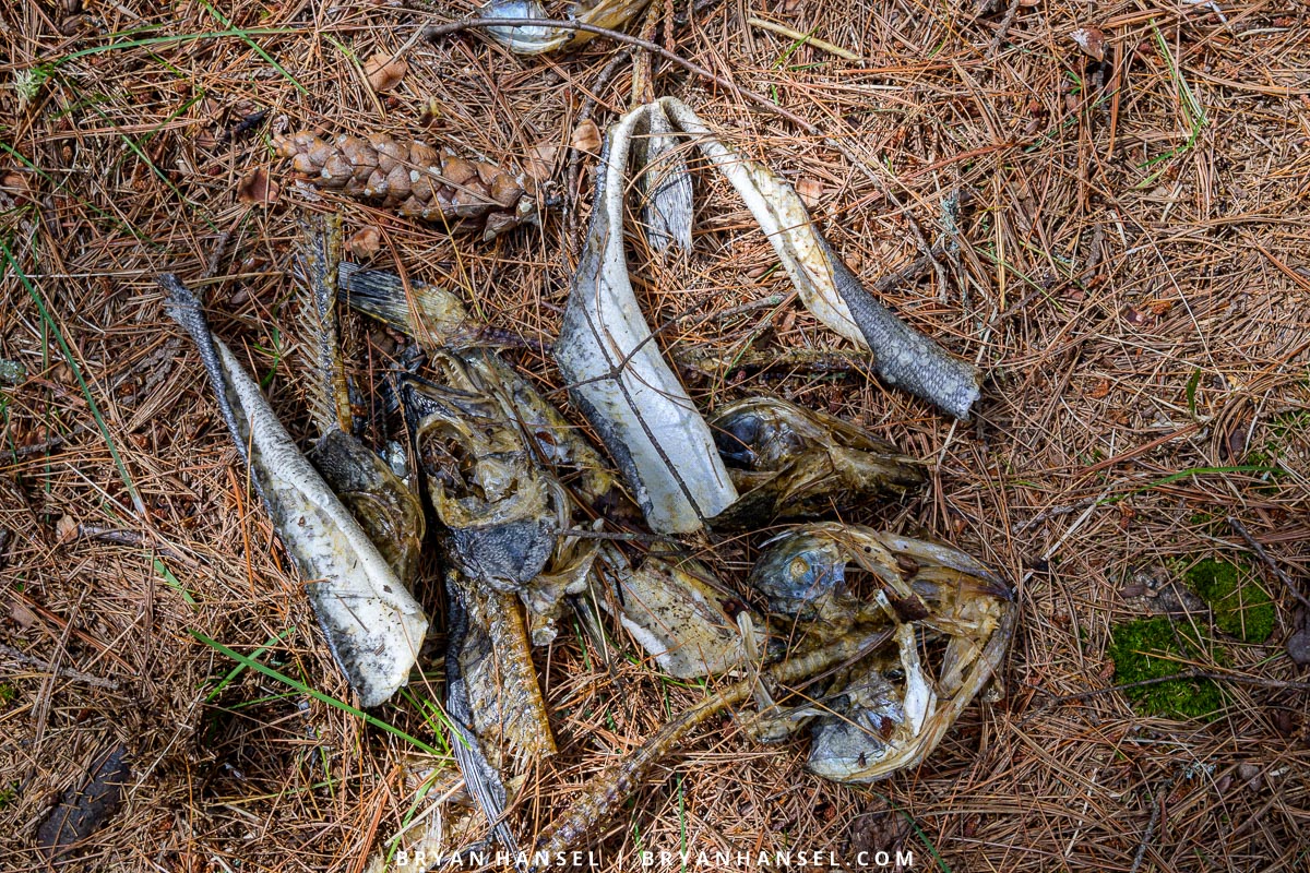How do you dispose of fish guts in Minnesota?