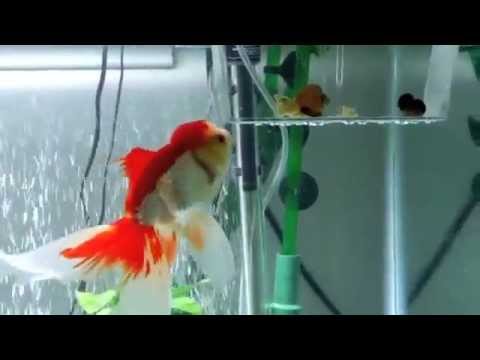 How do you entertain fish?