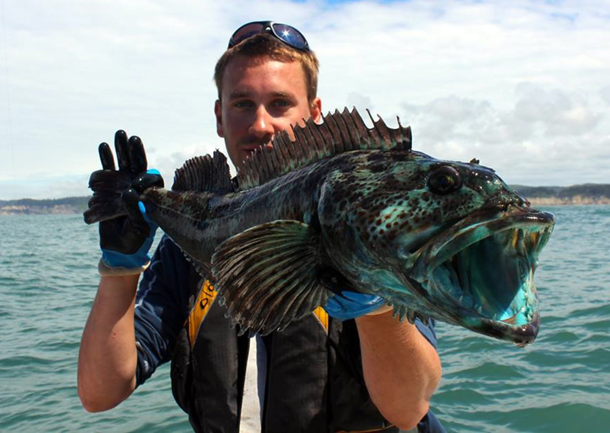 How do you find Lingcod?