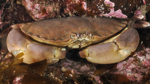 How do you get edible crabs?