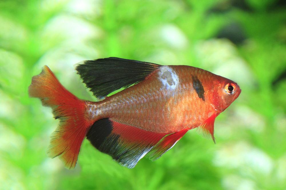 How do you get rid of a fish fungal infection?