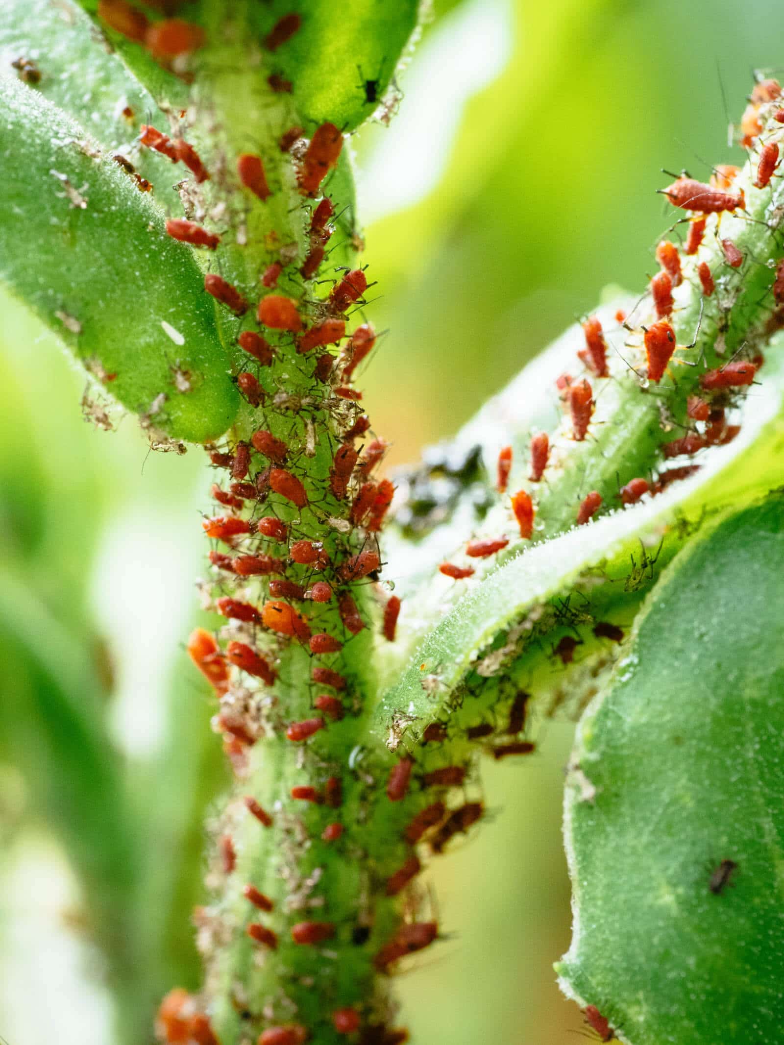 How do you get rid of aphids before cooking?