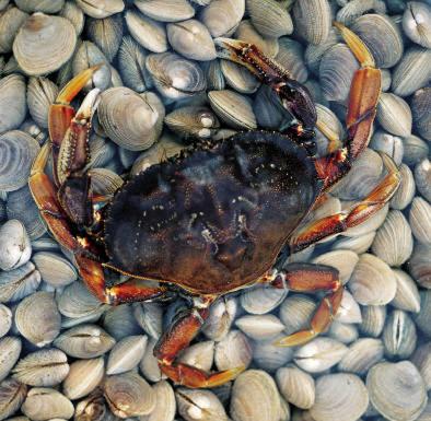 How do you get rid of the smell of crabs?