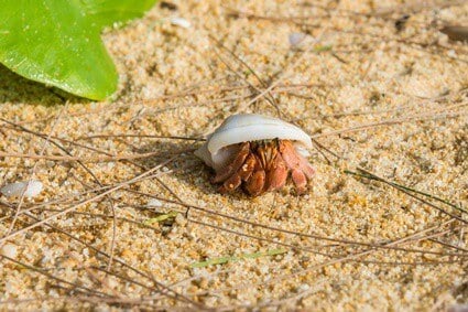 How do you get your hermit crab to trust you?