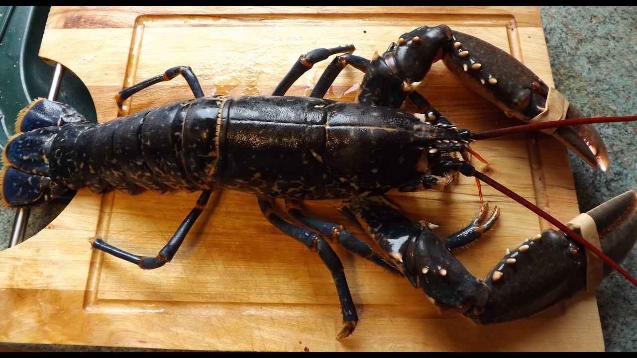 How do you handle live lobsters before cooking?