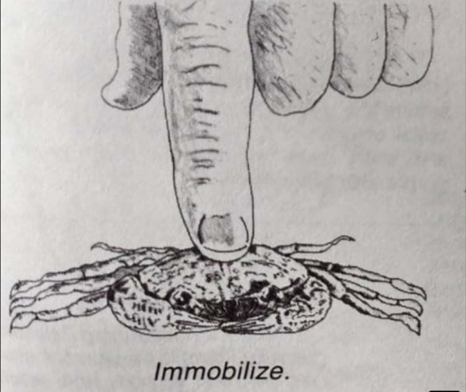 How do you immobilize a crab?