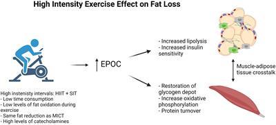How do you increase fat burning during exercise?