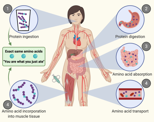 How do you increase protein synthesis in the body?