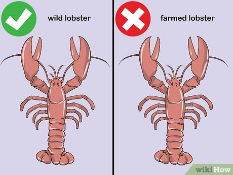 How do you keep a lobster alive for 3 days?