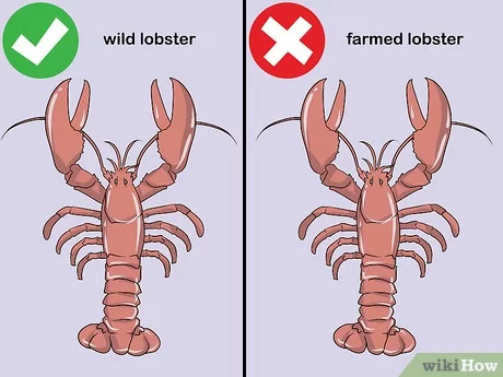 How do you keep a lobster alive in a tank?