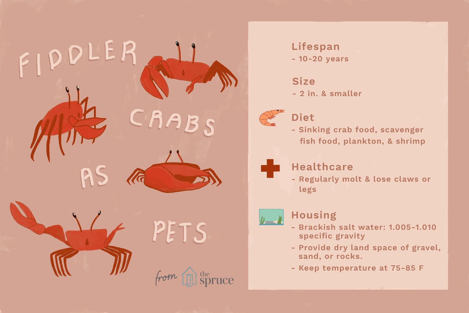 How do you keep freshwater crabs as pets?