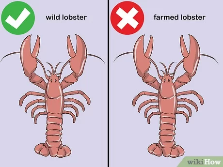 How do you keep lobsters from drying out?