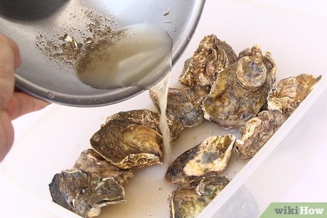How do you keep oysters alive at home?