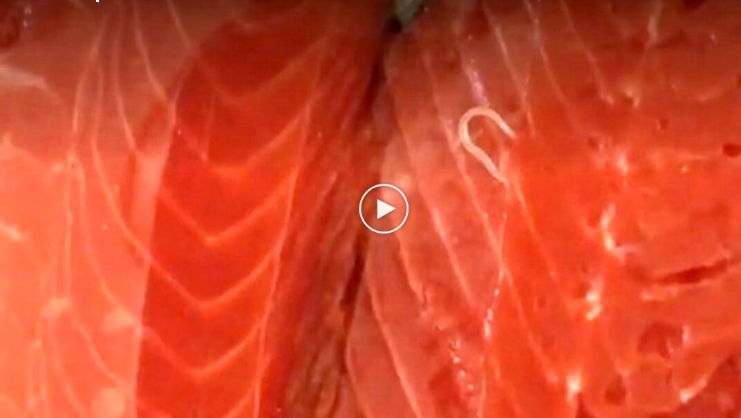 How do you kill parasites in salmon?