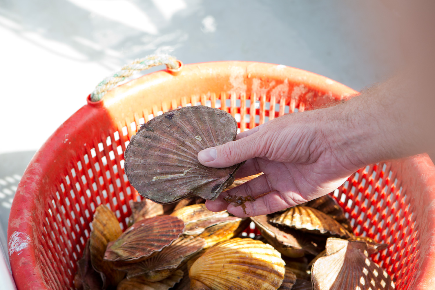 How do you know if a scallop is alive?