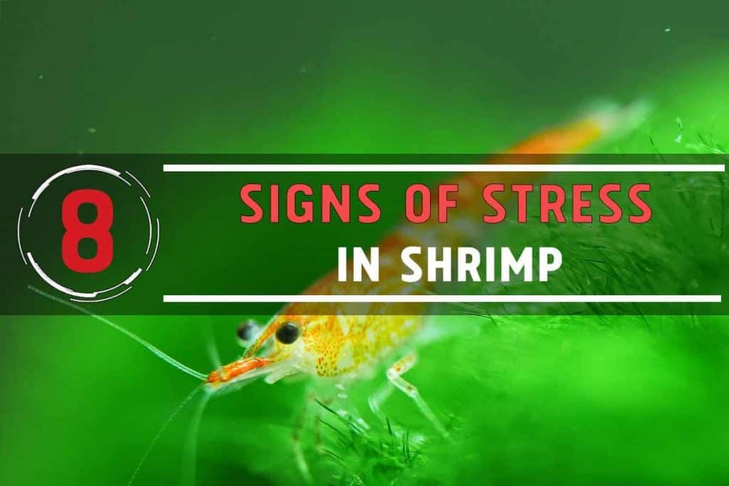 How do you know if Amano shrimp are stressed?