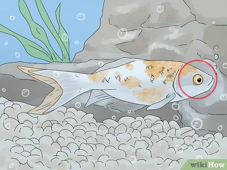 How do you know when a fish is about to die?