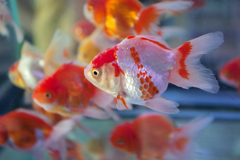 How do you look after cold water fish?