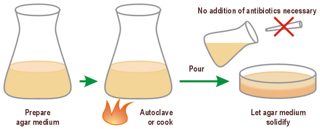 How do you make agar plates?