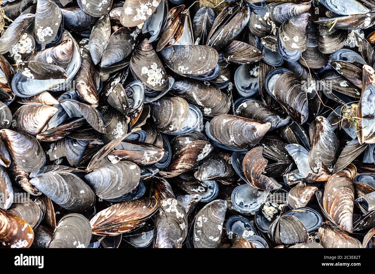 How do you make stock from mussel shells?
