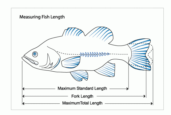 How do you measure a fish's length?