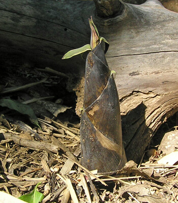 How do you pick bamboo shoots?
