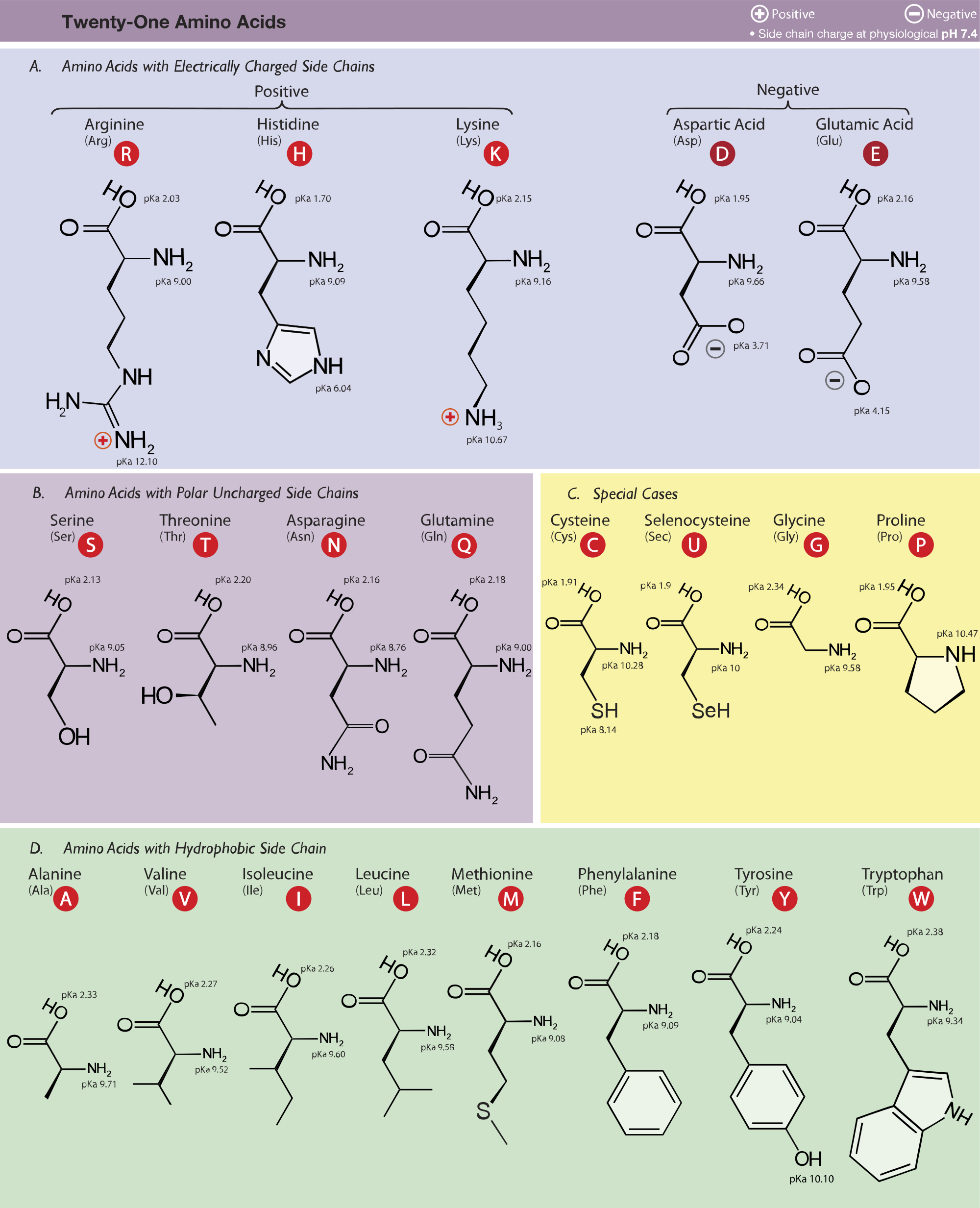 How do you remember all the amino acids in a protein?