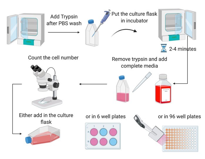 How do you remove trypsin from cell culture?